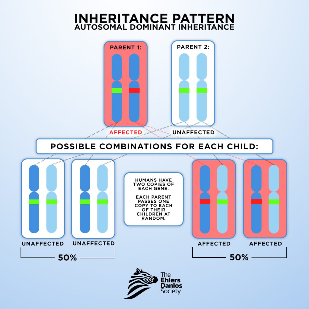 Genetics and Inheritance of EDS and HSD - The Ehlers Danlos Society