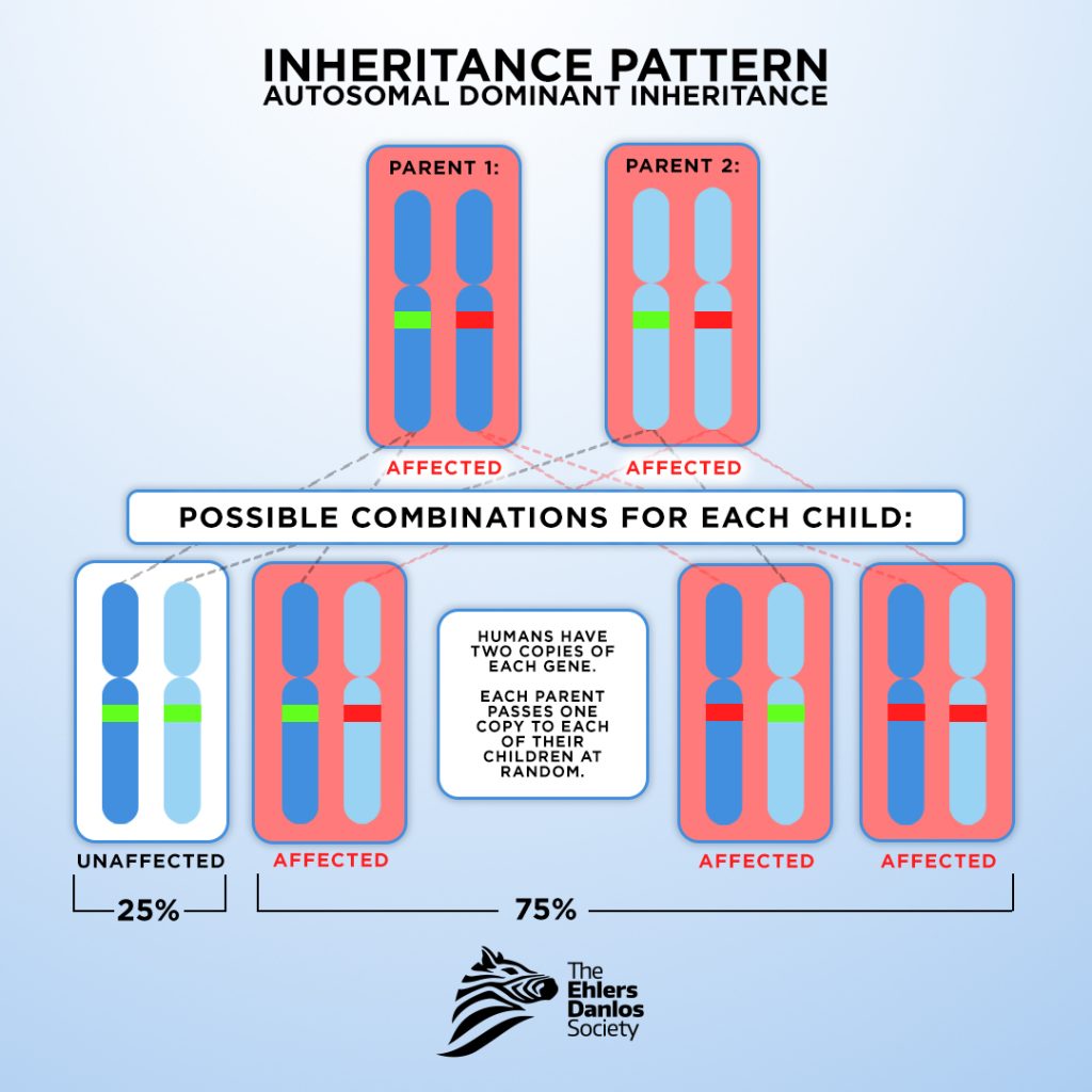 Genetics and Inheritance of EDS and HSD - The Ehlers Danlos Society