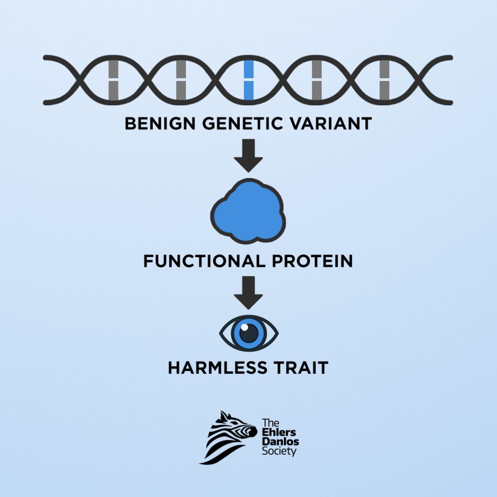 Genetics and Inheritance of EDS and HSD - The Ehlers Danlos Society